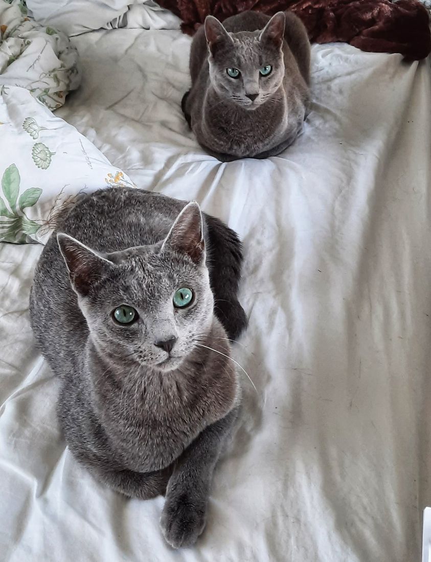 Magie op mijn laptop - Ellen den Hollander